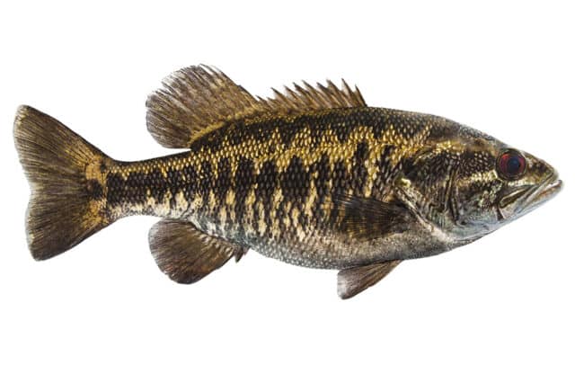 American Bass Fish Species Guide - Types of Bass Fish