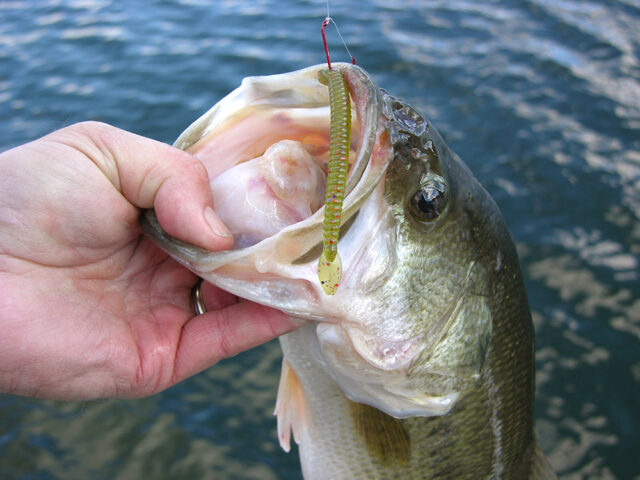 A Pro's Guide to Rigging a Plastic Worm for Bass Fishing