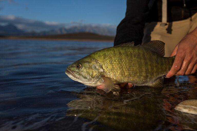 A Pro's Guide: Fishing a Carolina Rig for Bass | BadAngling