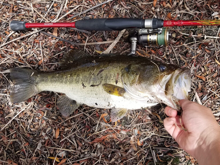 A Pro's Guide: How to Fish a Wacky Rig for Bass: | BadAngling