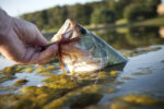 Conquer the Free Rig: Bass Fishing Guide | BadAngling