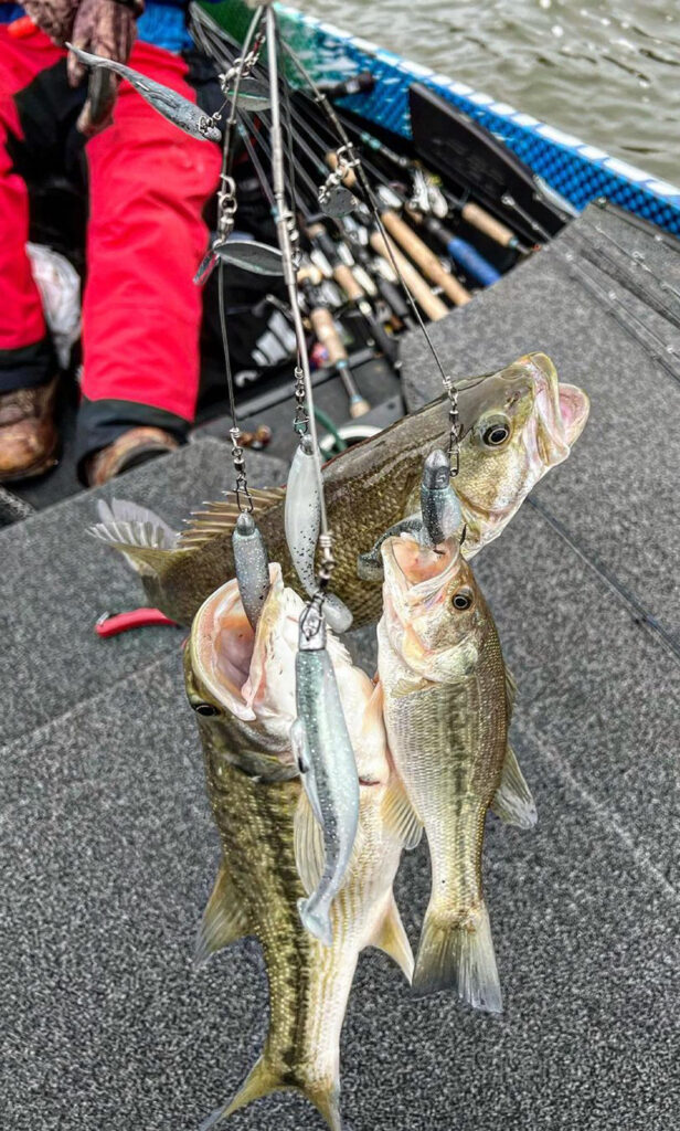 Mastering the Umbrella Rig for Bass Success | BadAngling