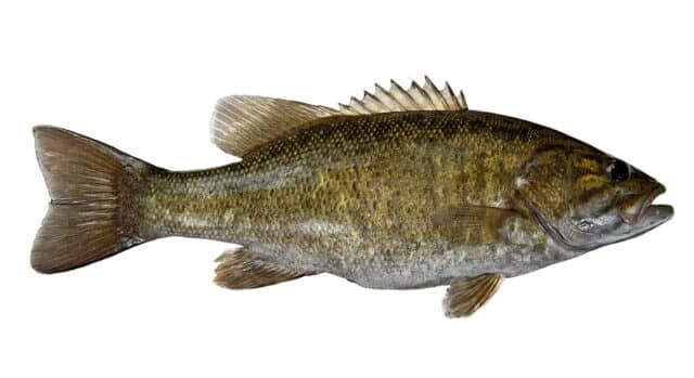 Smallmouth Bass - Fish Species Guide | BadAngling