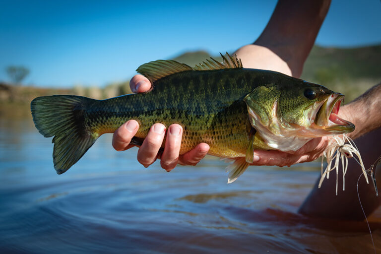 Spotted Bass - Fish Species Guide | BadAngling