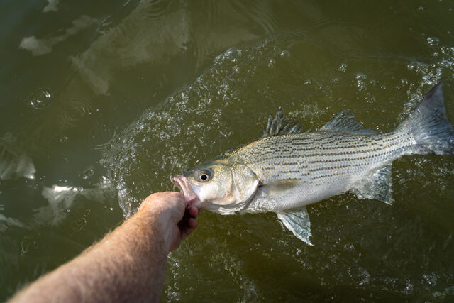 Striped Bass - Fish Species Guide | BadAngling