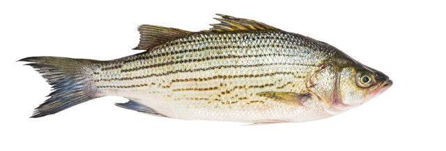 Striped Bass - Fish Species Guide | BadAngling