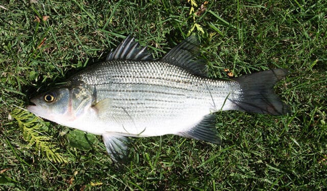 White Bass Fish (Silver Bass Fish) Species | BadAngling