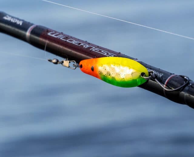 Hybrid Bass - Fish Species Guide | BadAngling