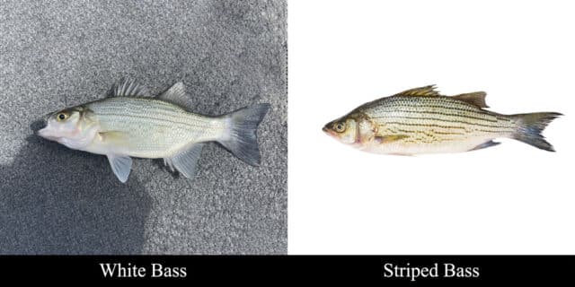 Hybrid Bass - Fish Species Guide | BadAngling