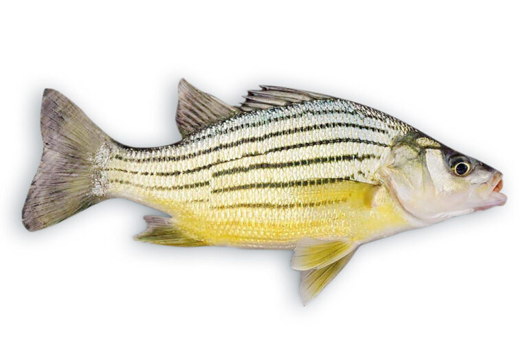 Yellow Bass - Fish Species Guide | BadAngling