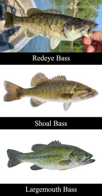 Shoal Bass - Fish Species Guide | BadAngling
