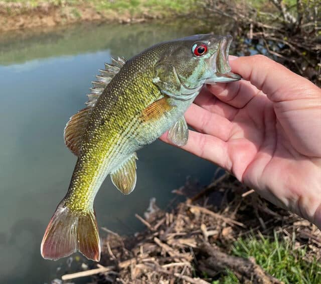 Redeye Bass - Fish Species Guide | BadAngling