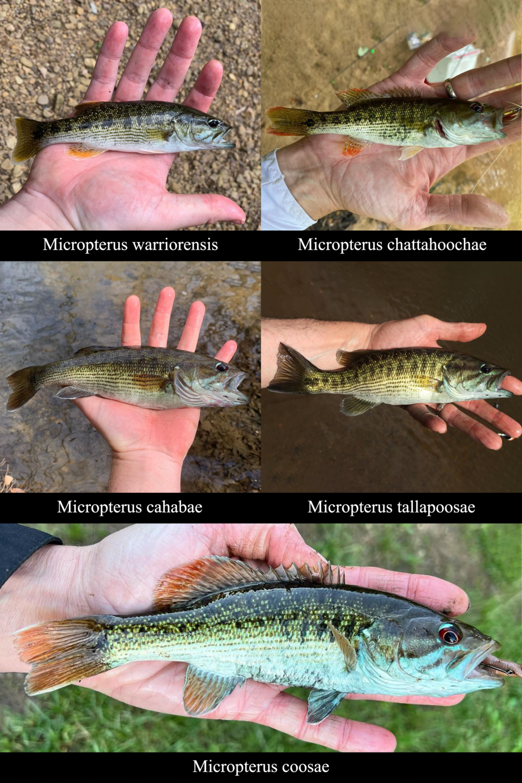 Redeye Bass - Fish Species Guide | BadAngling