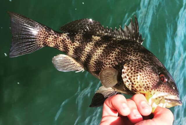 Spotted Sand Bass - Fish Species Guide | BadAngling