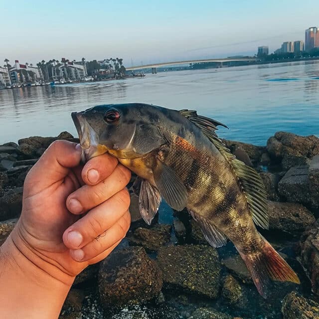 Barred Sand Bass - Fish Species Guide | BadAngling