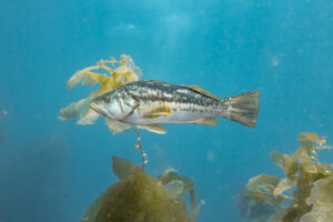 Calico Bass - Fish Species Guide | BadAngling