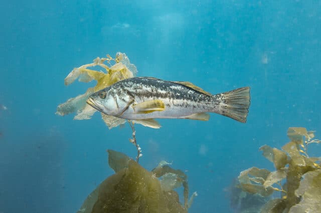 Calico Bass - Fish Species Guide | BadAngling