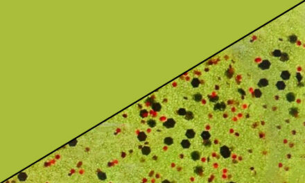 The Complete Bass Fishing Lure Color Selection Guide