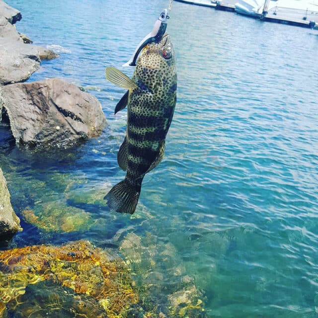 Spotted Sand Bass - Fish Species Guide | BadAngling