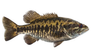 Suwannee Bass - Fish Species Guide | BadAngling
